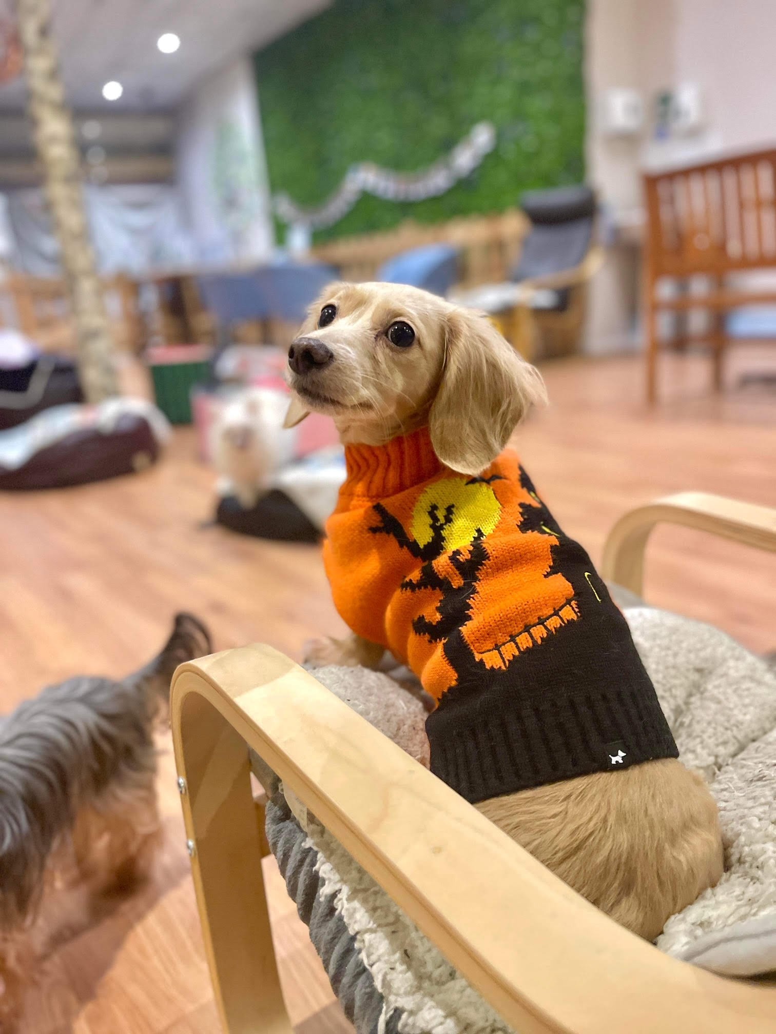 11 Great Dog-Friendly Venues In Newcastle | Get into Newcastle