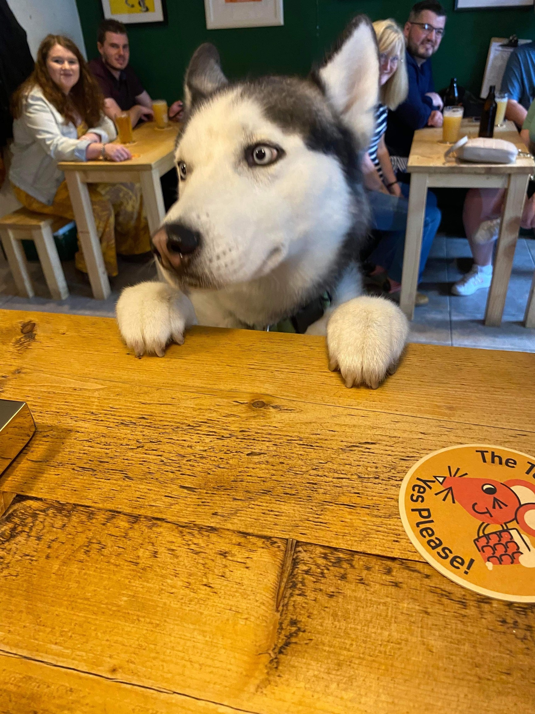 11 Great Dog-Friendly Venues In Newcastle | Get into Newcastle