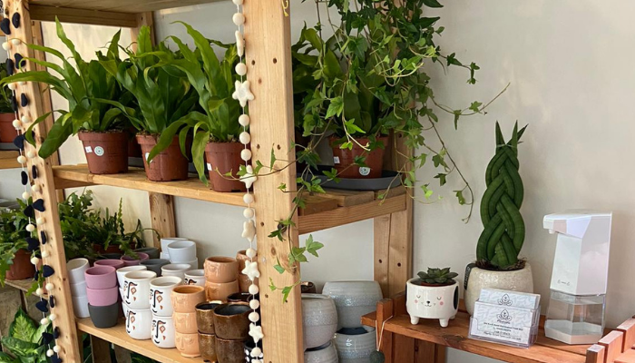 Everything You Need To Know About Plantopia Newcastle | Get into Newcastle