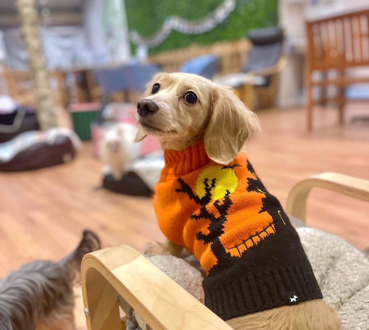 12 Great Dog-Friendly Venues In Newcastle | Get into Newcastle | Get ...