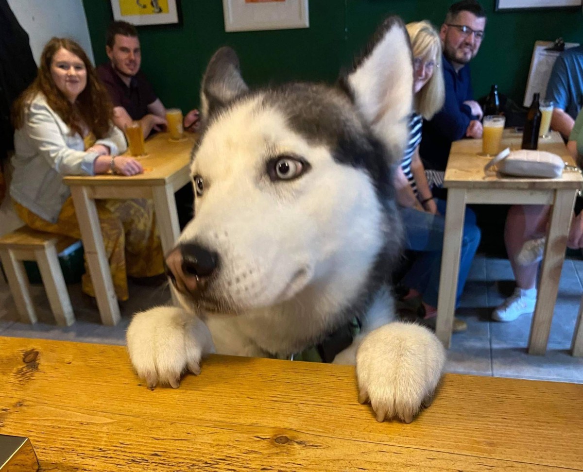 12 Great Dog-Friendly Venues In Newcastle | Get into Newcastle | Get ...