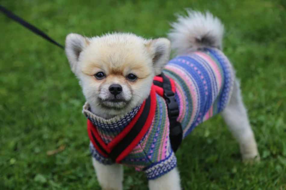 Paws With Pride At Unique Pet Show | Get into Newcastle