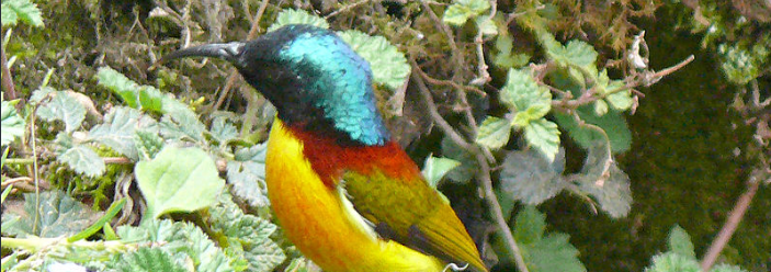 The Birds of Nepal and their Conservation: Great North Museum: Hancock ...
